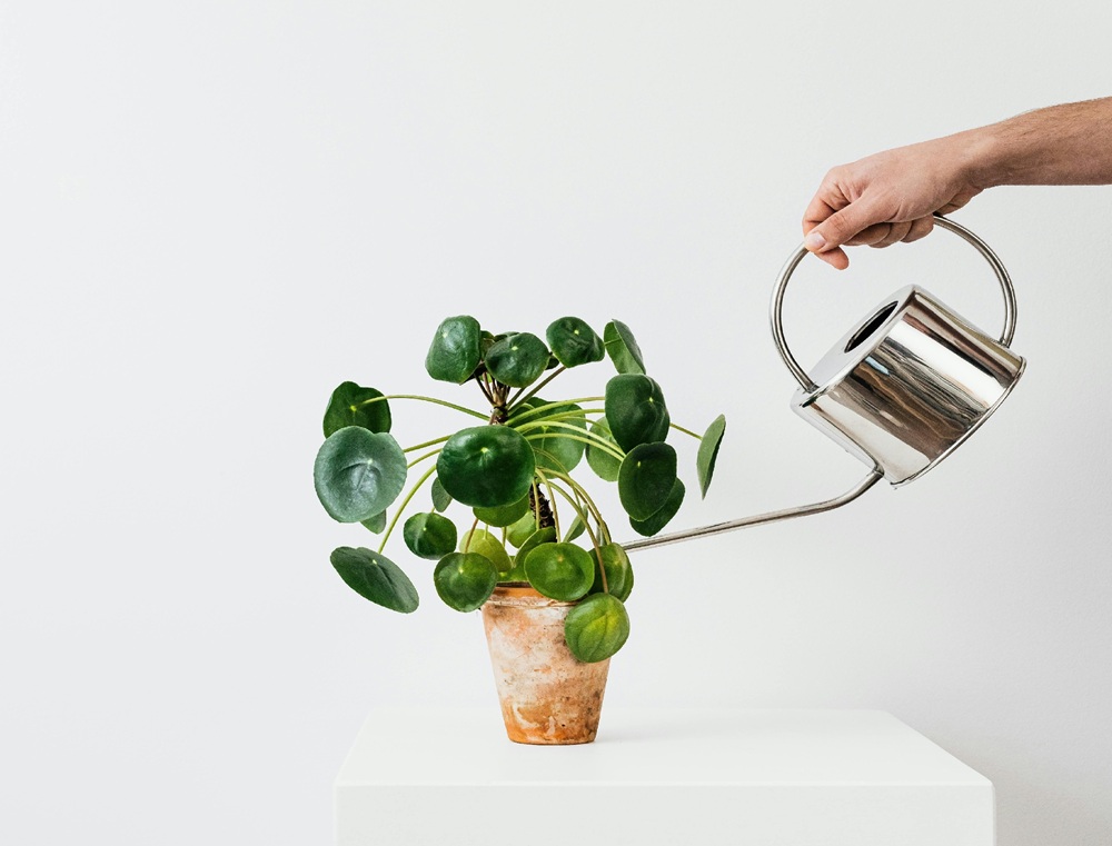 About Us | House Plant Sitting
